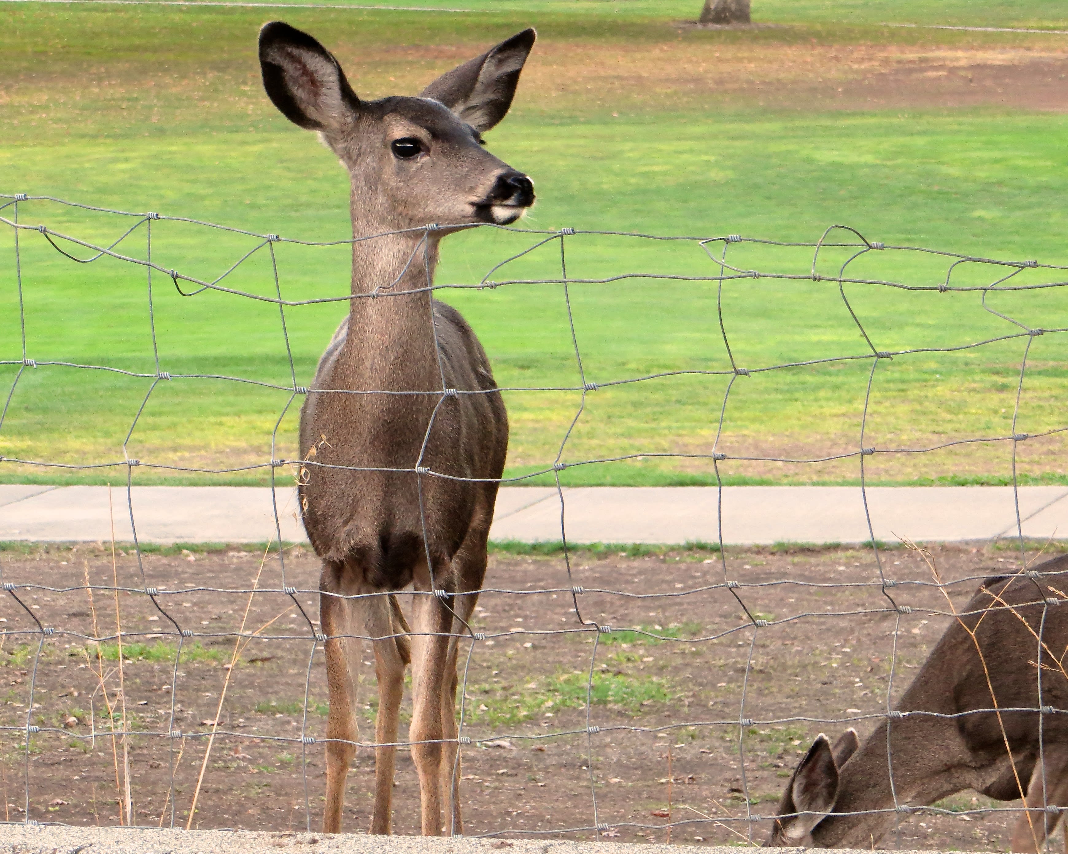 Best Homemade Commercial Deer Deterrents for Your Garden