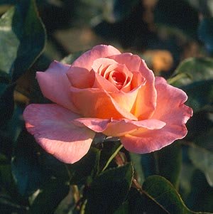 How to Plant and Prune Rose Bushes (With a Photo Gallery) - Dengarden
