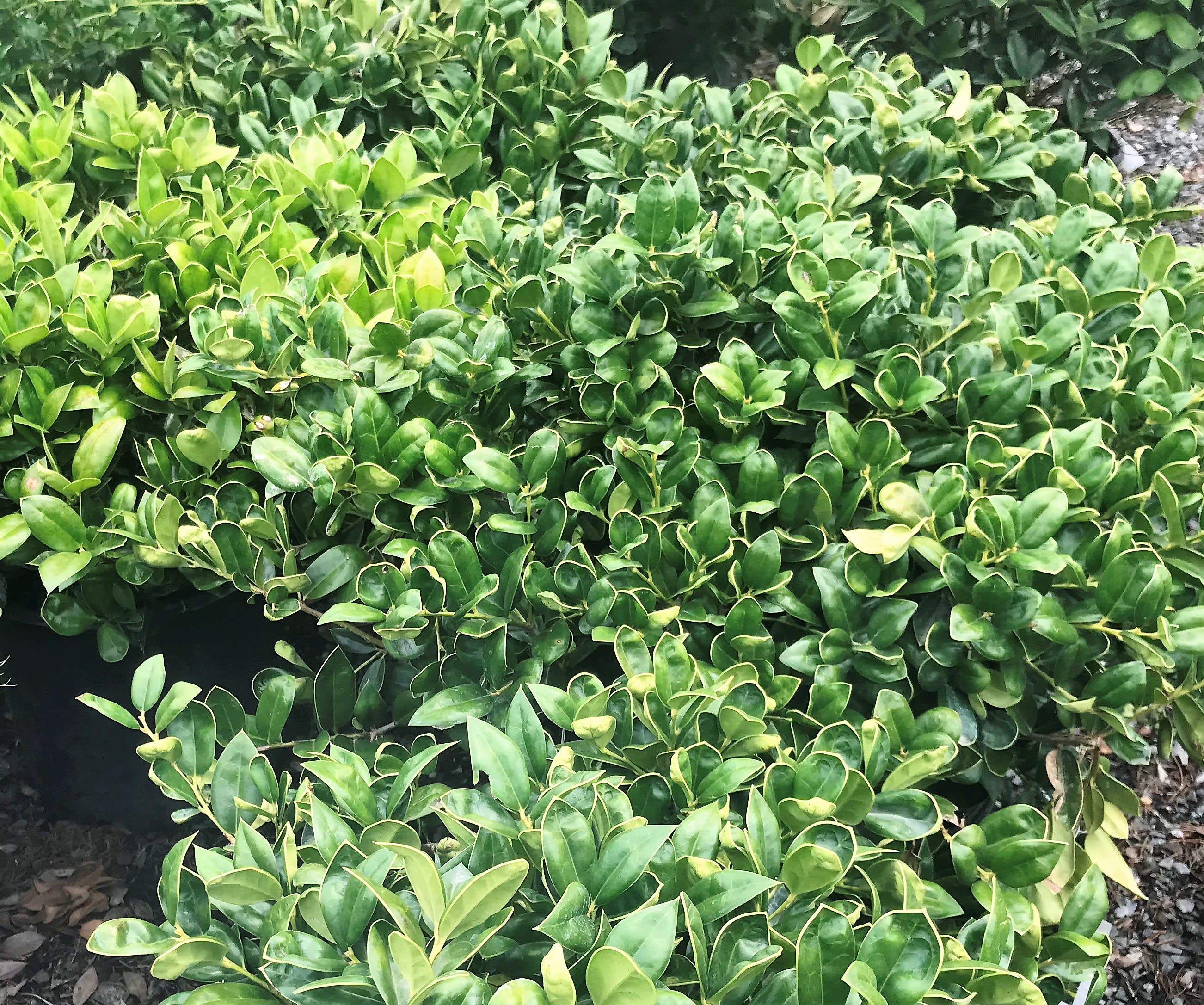 The Best Shrubs and Bushes That Grow in Partial, Dappled, or Deep-Shade ...