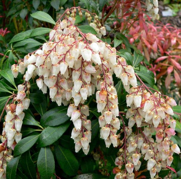 The Best Shrubs and Bushes That Grow in Partial, Dappled, or Deep-Shade ...