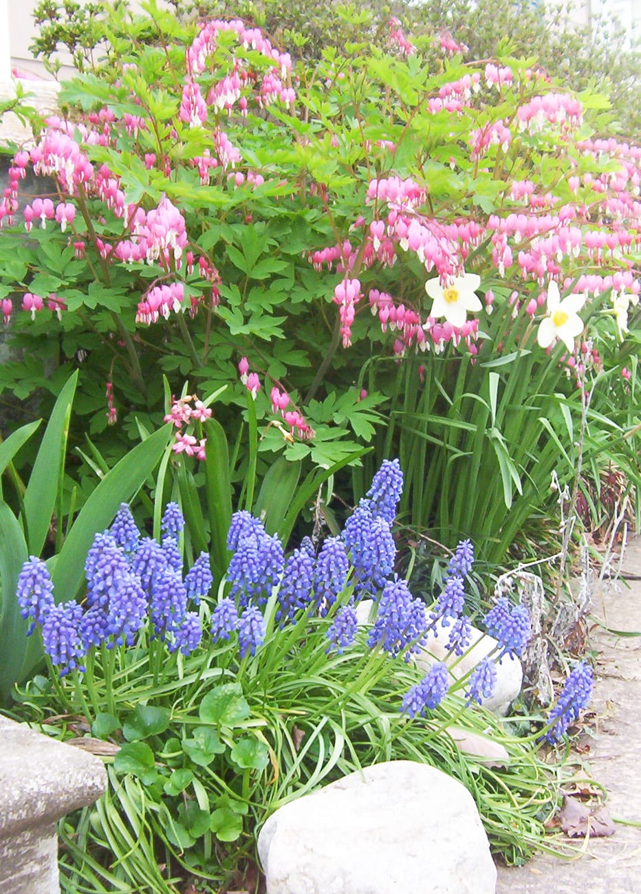 Bleeding Heart Plant: How to Care for the Perennial - Dengarden