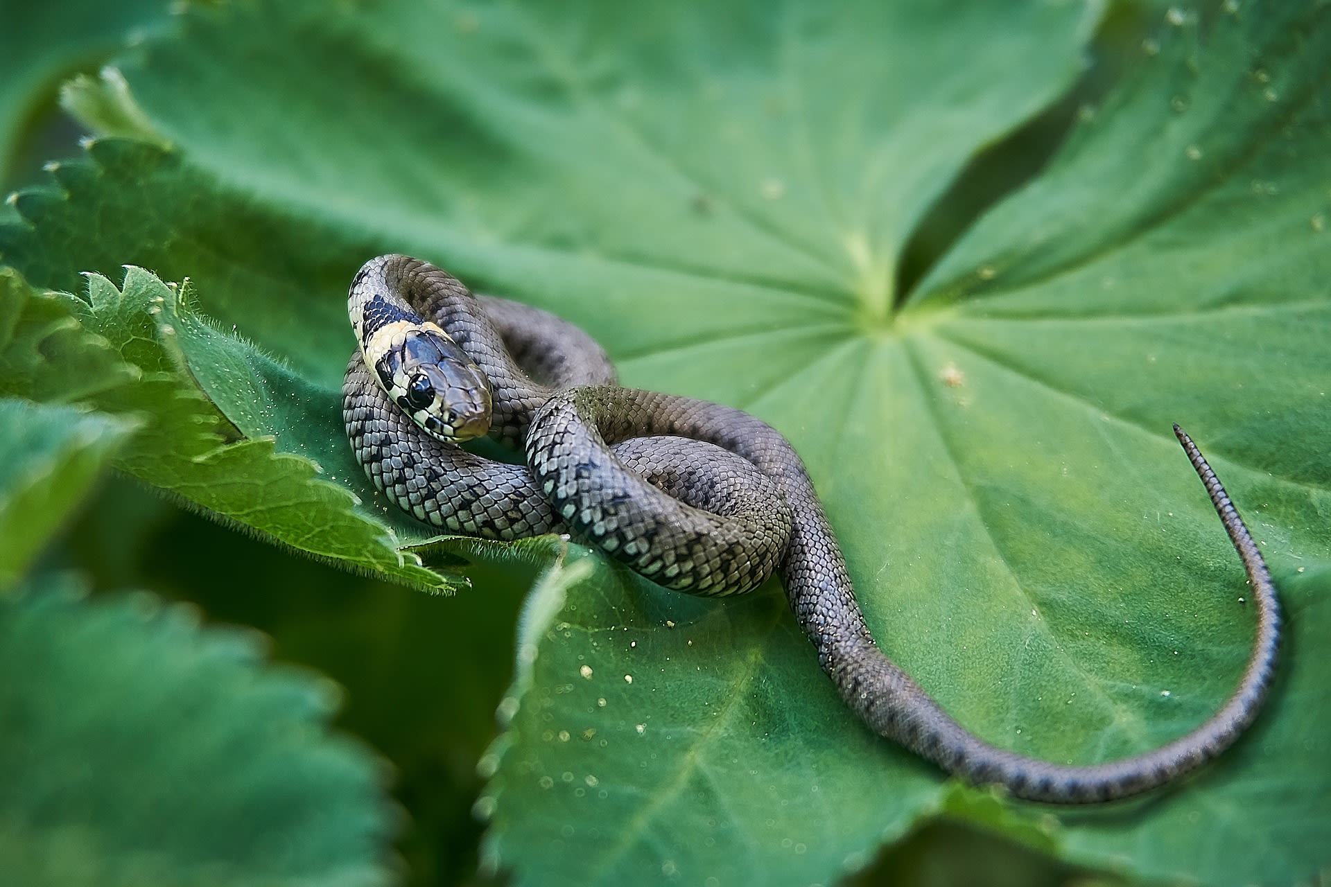 How to Attract Snakes to Your Garden - Dengarden