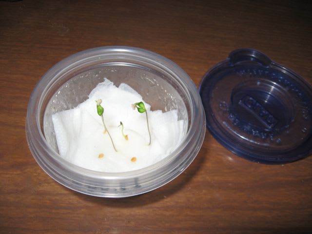 3 Methods of Seed Germination - Dengarden