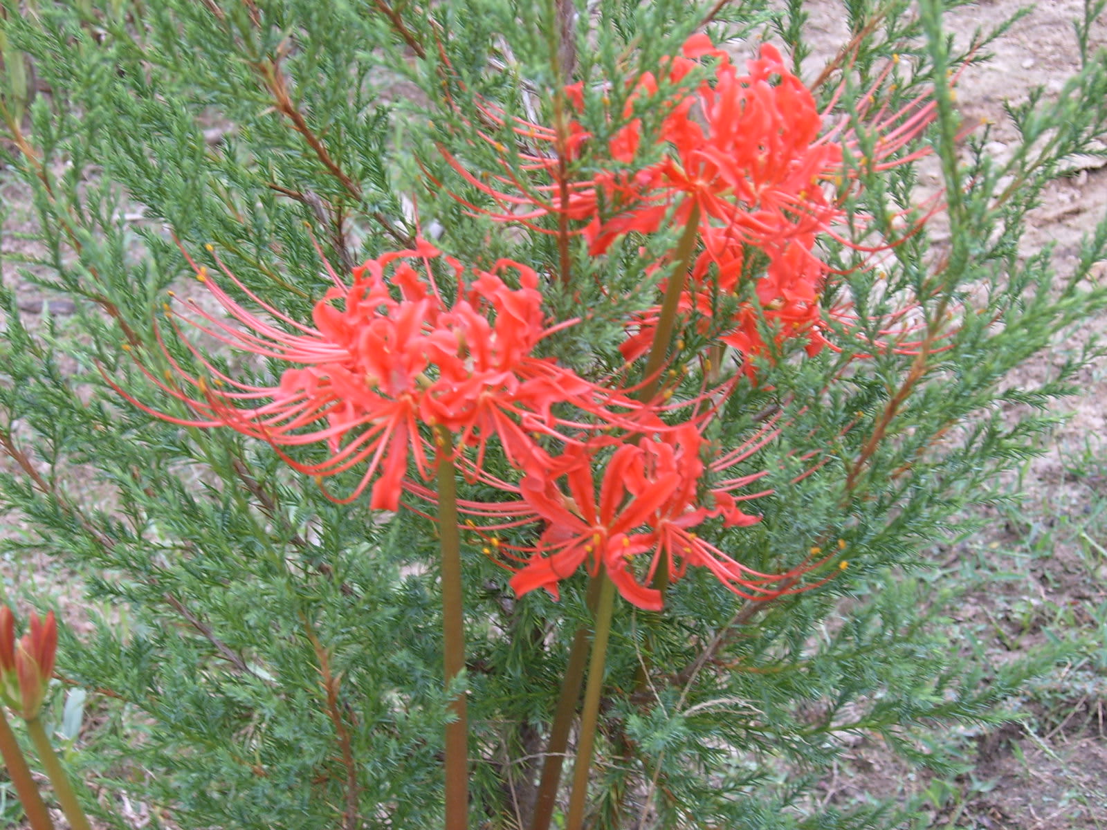 How to Grow and Care for Naked Lady Flowers (Amaryllis Belladonna ...