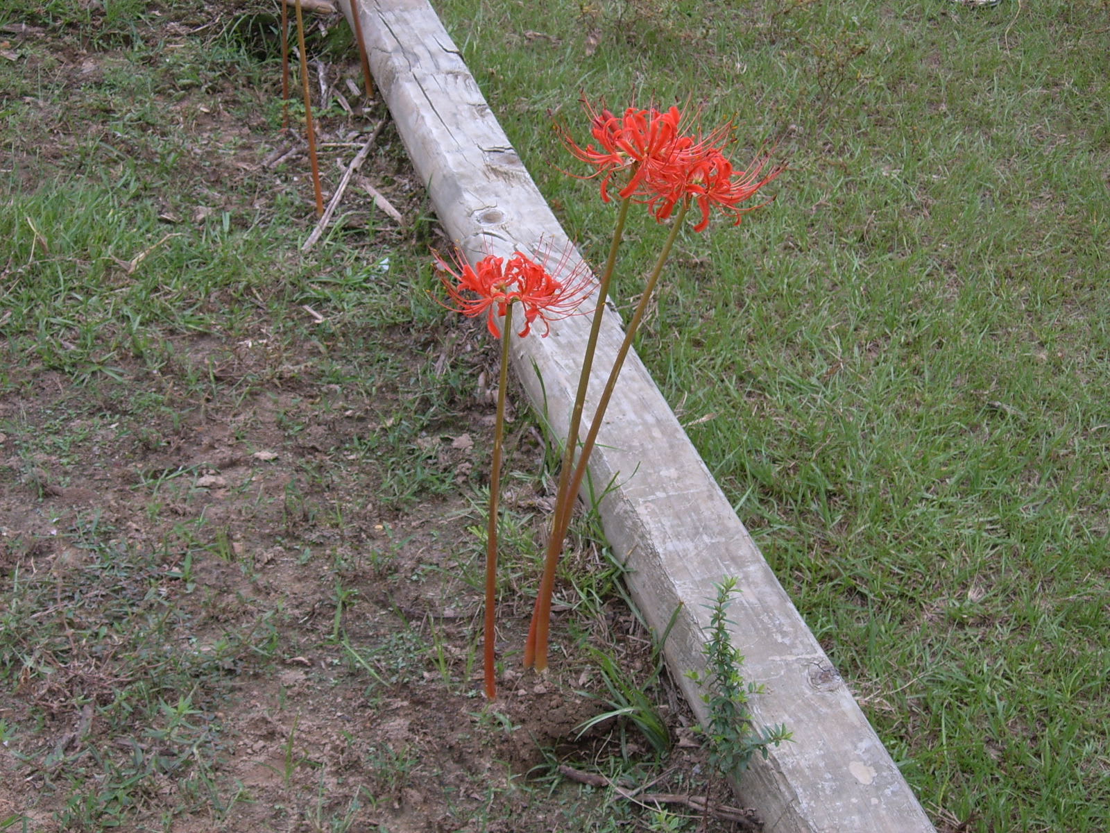 How to Grow and Care for Naked Lady Flowers (Amaryllis Belladonna ...