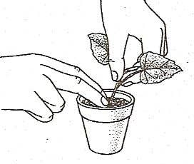 How to Grow and Care for African Hemp - Dengarden