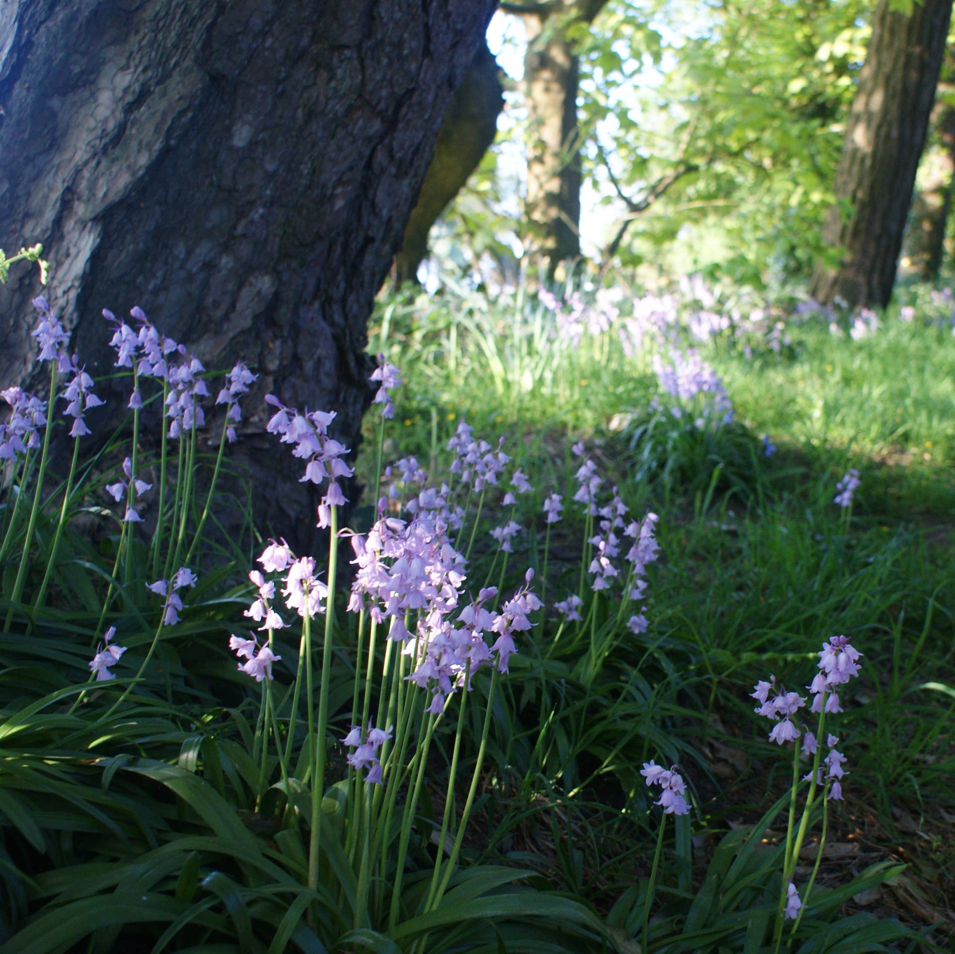 Bluebell Flowers: Beautiful and Whimsical Perennials - Dengarden