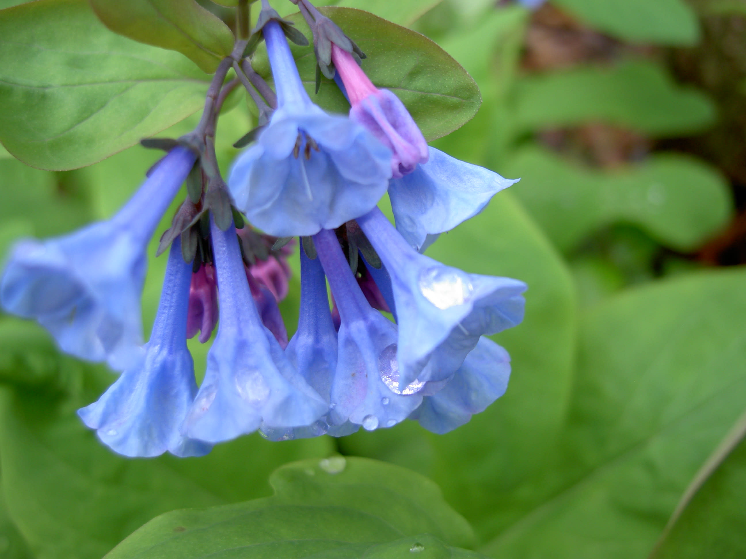 Bluebell Flowers: Beautiful and Whimsical Perennials - Dengarden