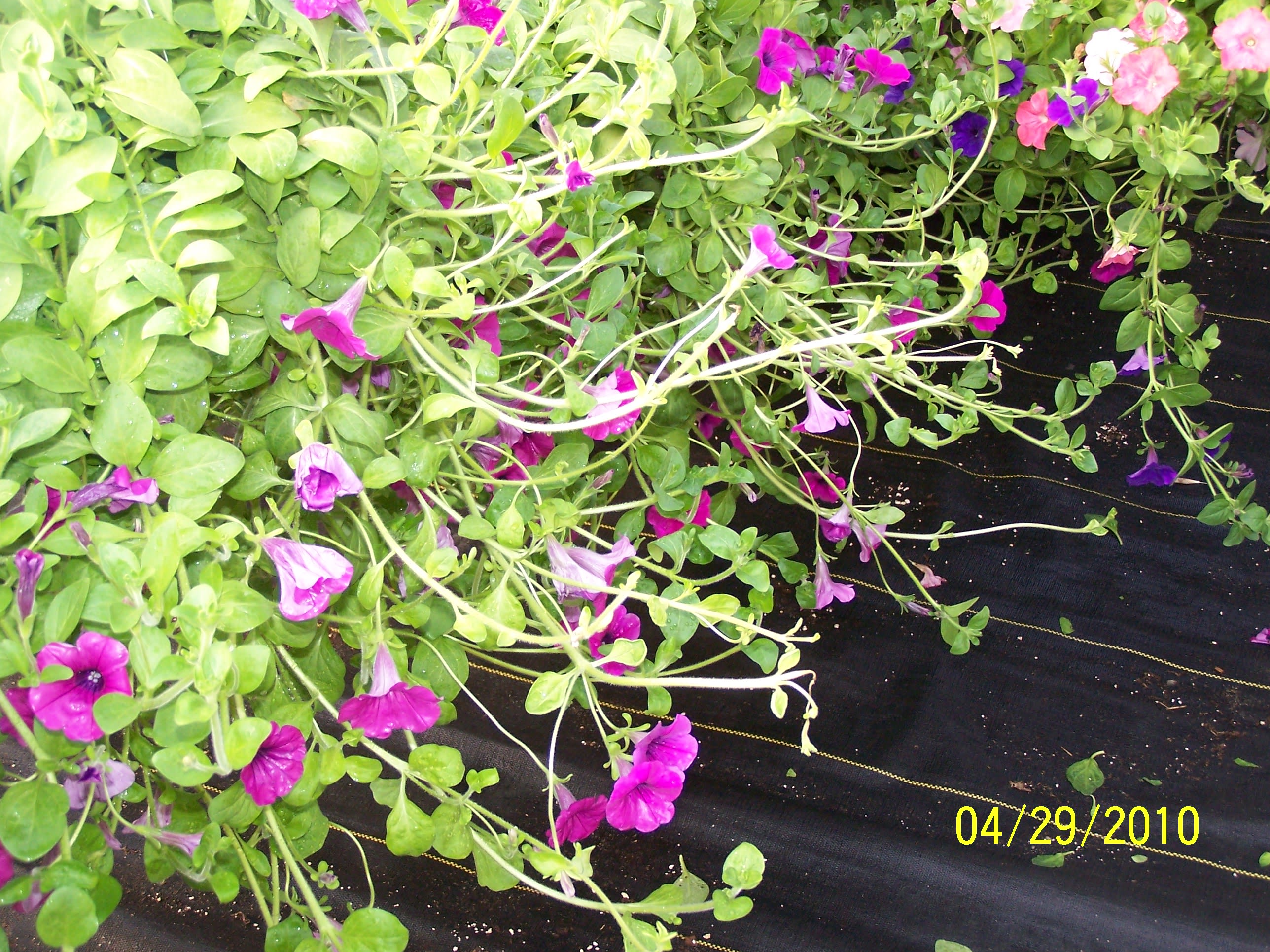 The Gardener's Companion: How to Grow Wave Petunias - Dengarden