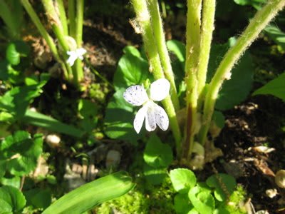 7 Kinds of Fragrant Flowers for a Sweet-Smelling Garden - Dengarden