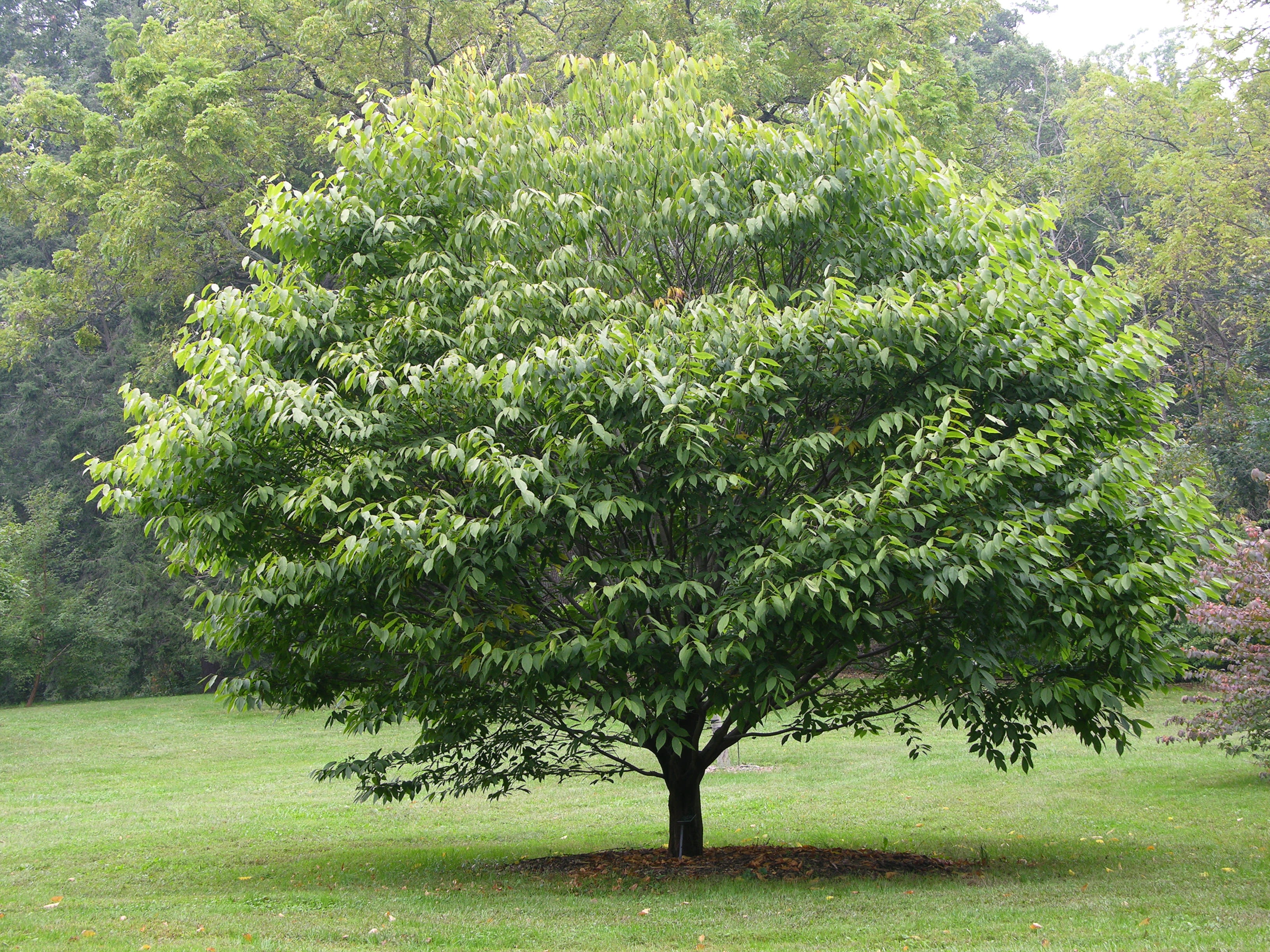 39 Small Trees (Under 30 Feet) for a Small Yard or Garden - Dengarden