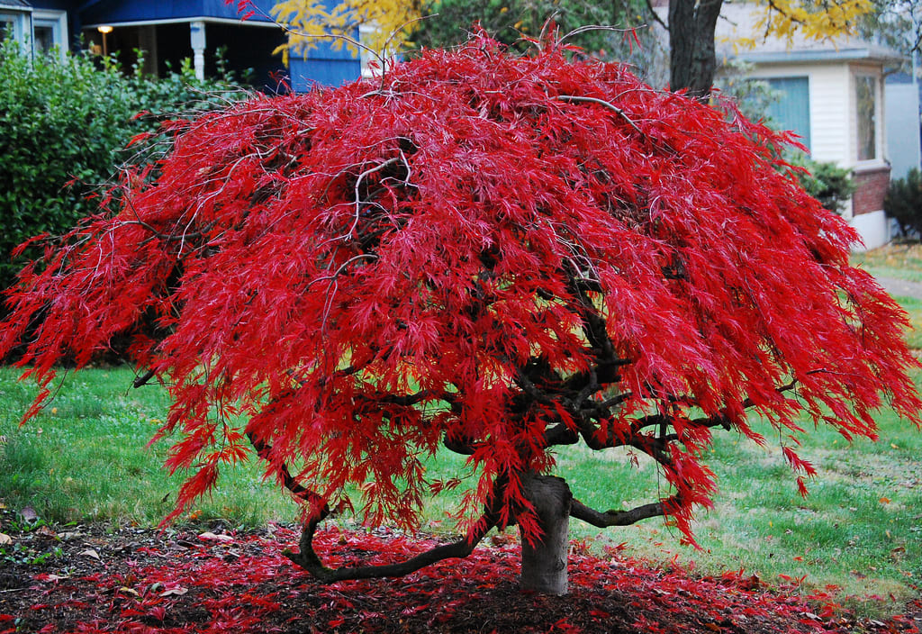The Best Small Trees for a Small Yard or Garden - Dengarden