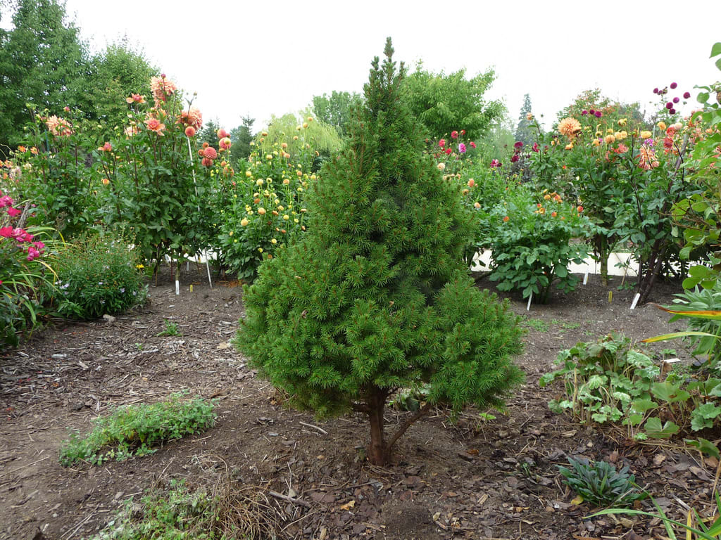 39 Small Trees (Under 30 Feet) for a Small Yard or Garden - Dengarden