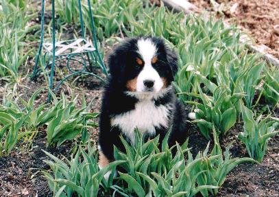 How to Plant a Dog-Friendly Garden - Dengarden