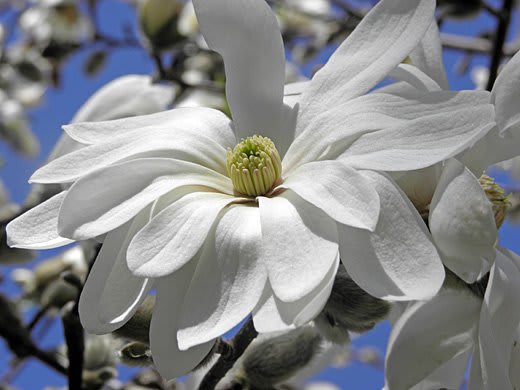 magnolia tree types