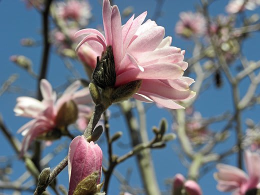 magnolia tree types australia