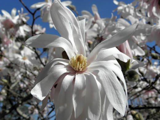 types of magnolia flowers