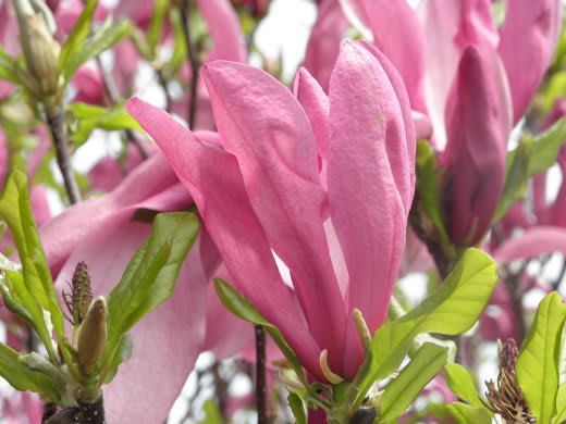 types of magnolia flowers