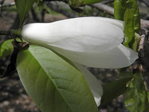 types of magnolia flowers
