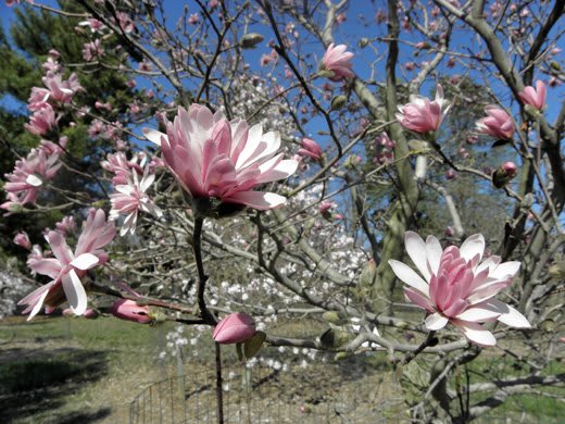 15 Types of Magnolia Trees and Shrubs (With Photos) - Dengarden