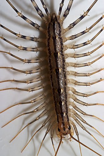 How to Kill House Centipedes - Dengarden