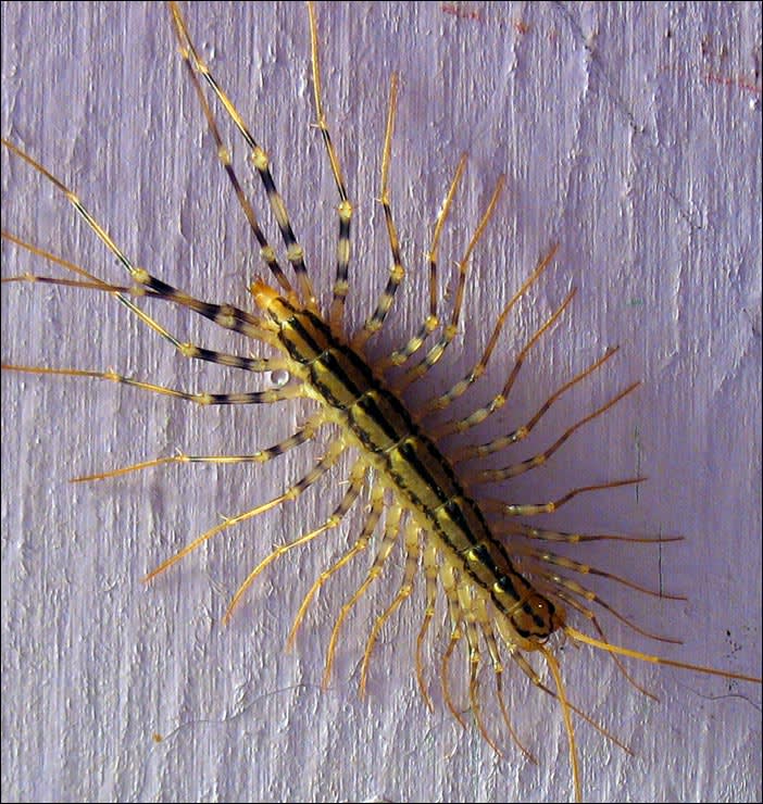 How to Kill House Centipedes - Dengarden