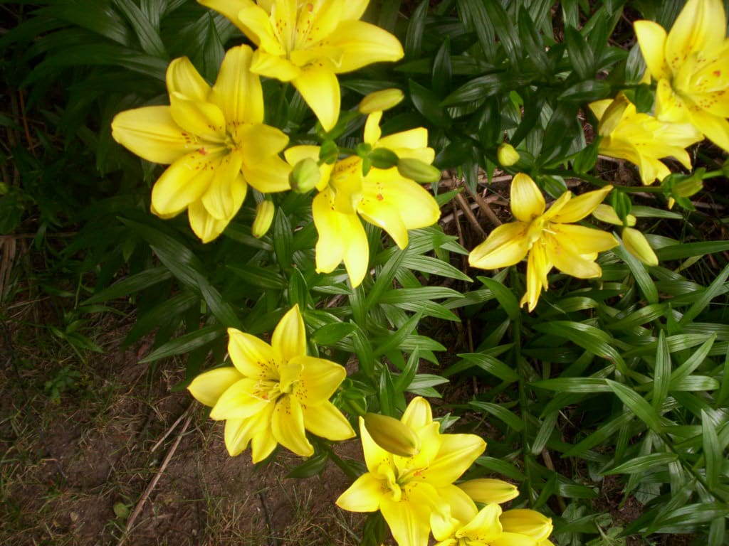 How to Grow Asiatic Lilies - Dengarden