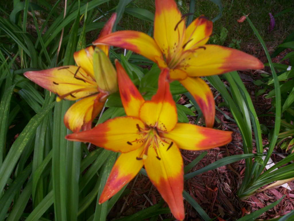 How to Grow Asiatic Lilies - Dengarden