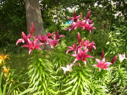 How to Grow Asiatic Lilies - Dengarden