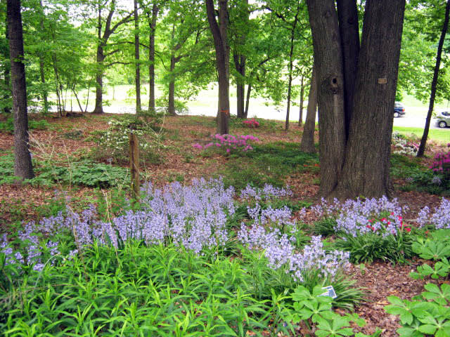 The Best Woodland Garden Plants - Dengarden