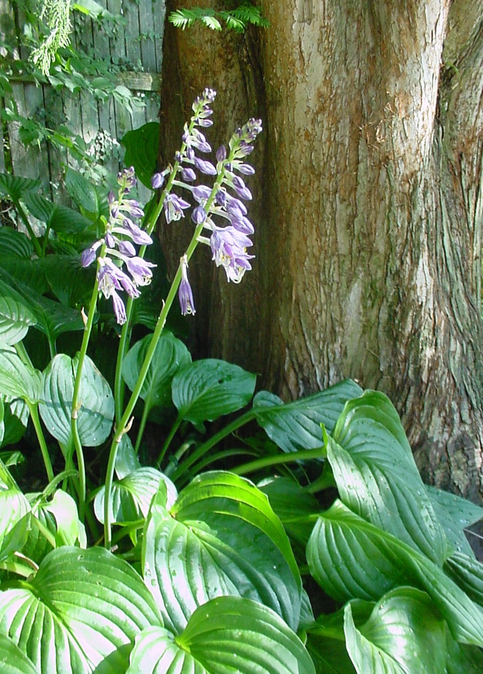 The Best Woodland Garden Plants - Dengarden