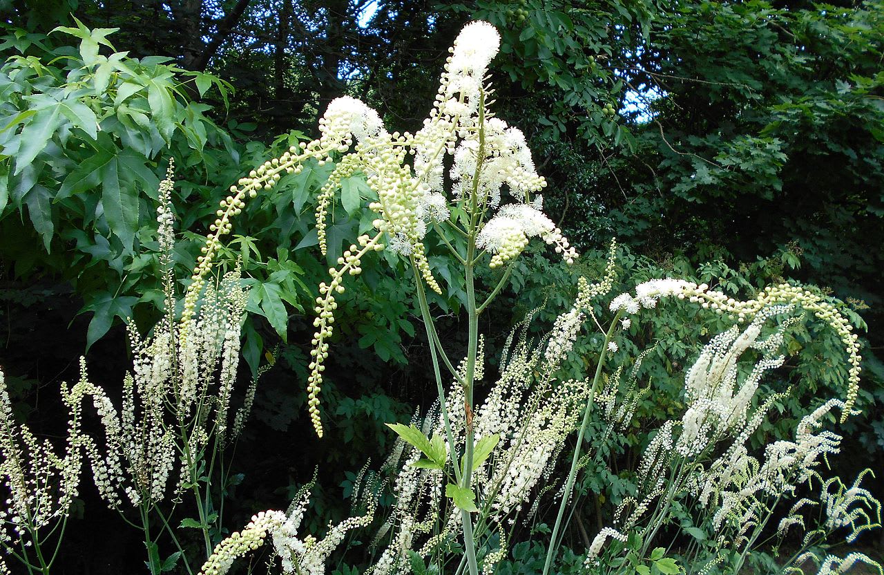 The Best Woodland Garden Plants - Dengarden