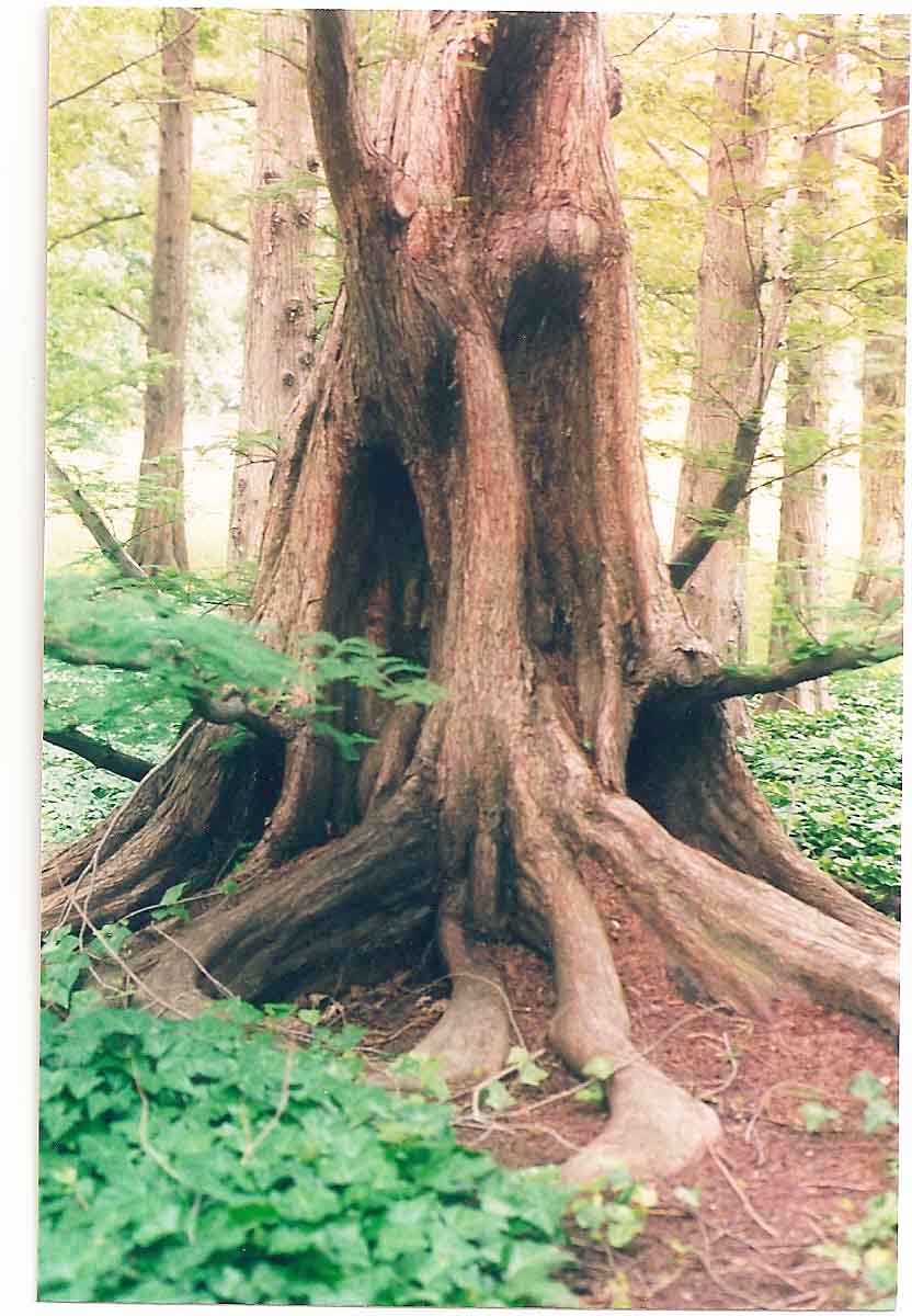 13 Trees and Shrubs for a Standout Winter Garden - Dengarden