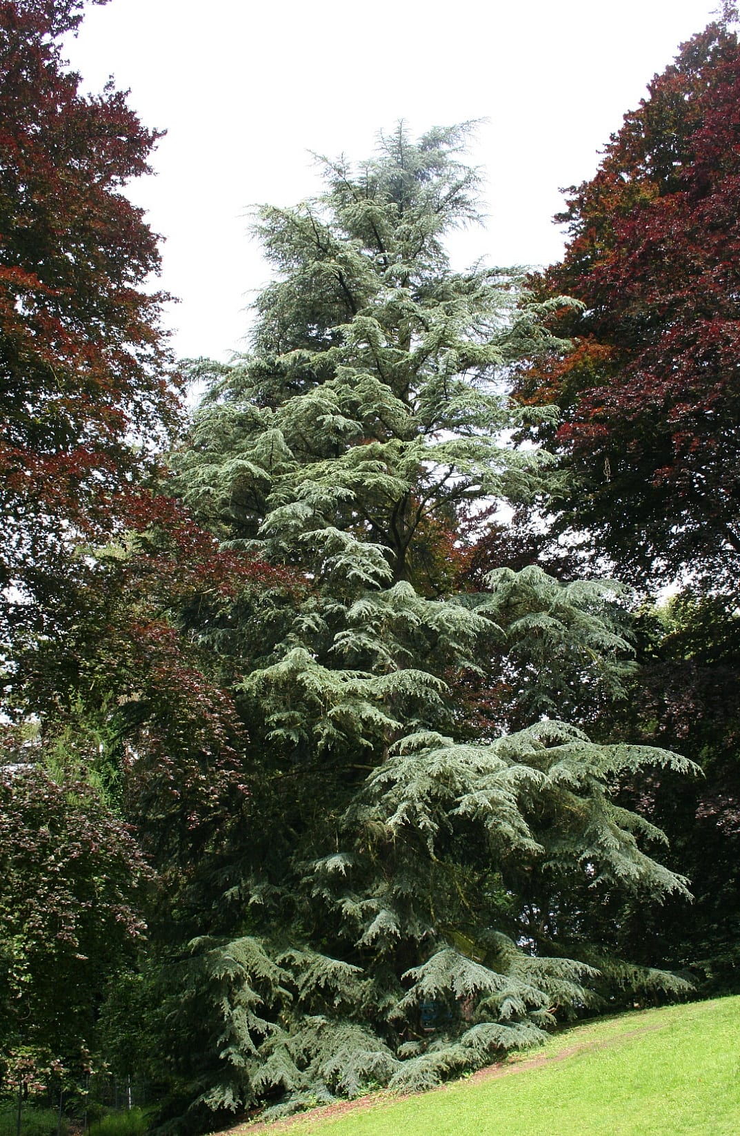 13 Trees and Shrubs for a Standout Winter Garden - Dengarden