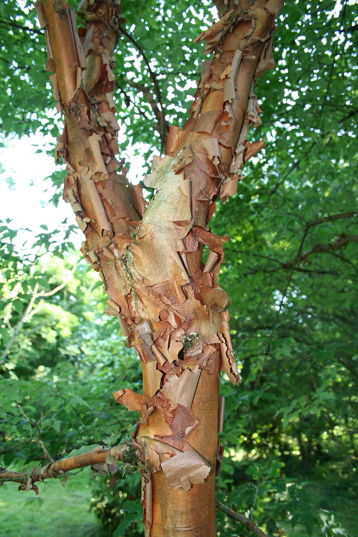 13 Trees and Shrubs for a Standout Winter Garden - Dengarden