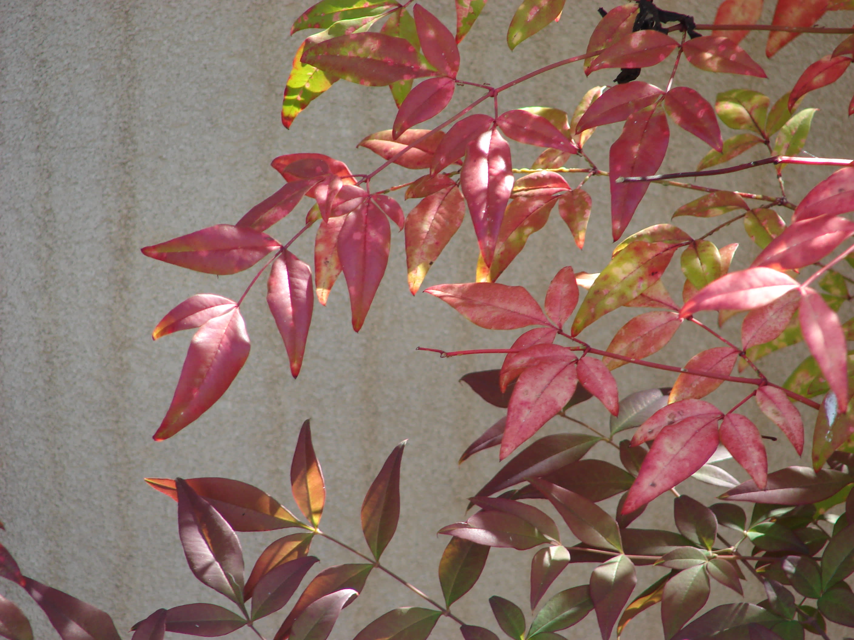 13 Trees and Shrubs for a Standout Winter Garden - Dengarden