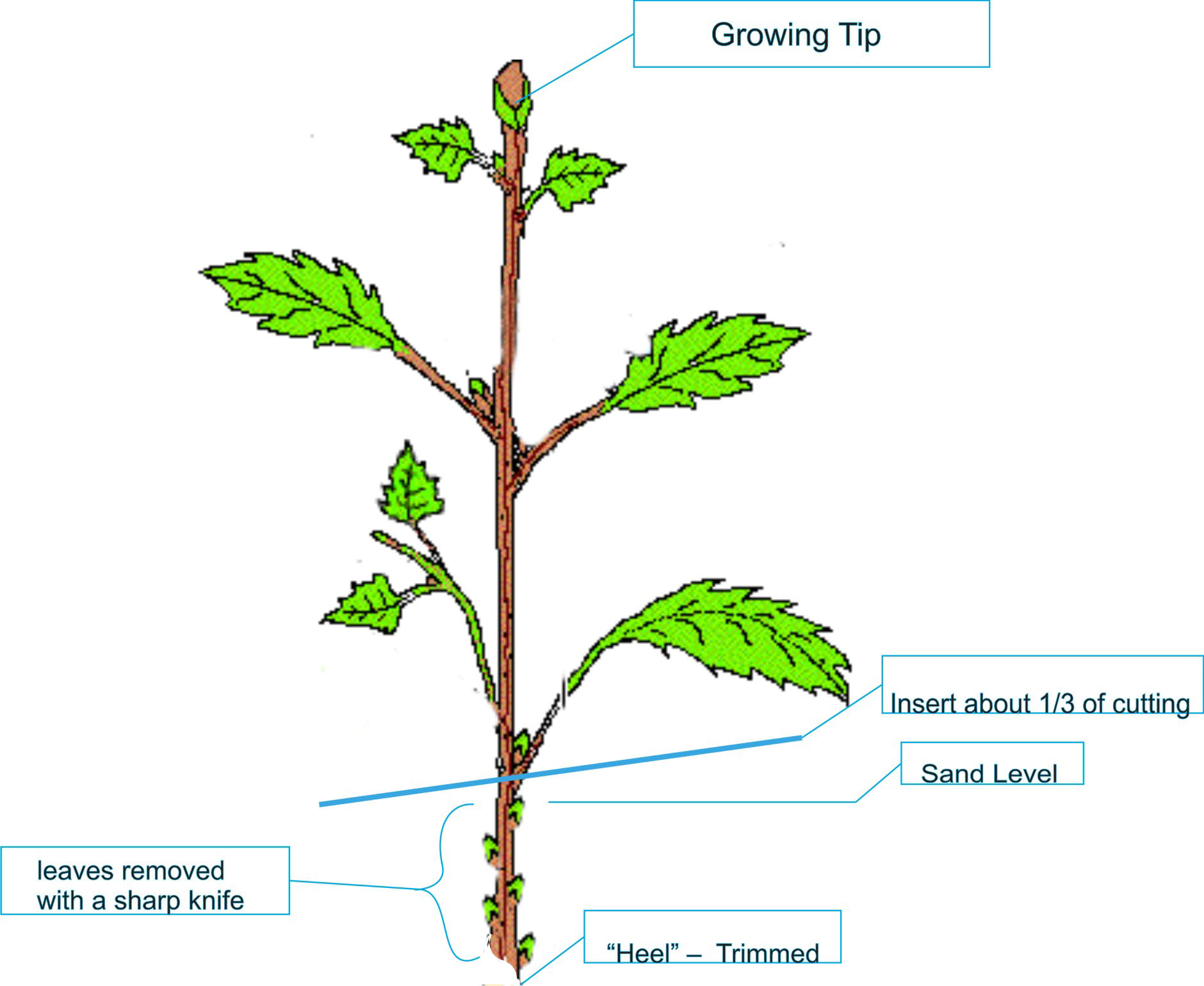 How to Grow Your Own Bonsai Tree - Dengarden