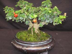 How to Grow Your Own Bonsai Tree - Dengarden