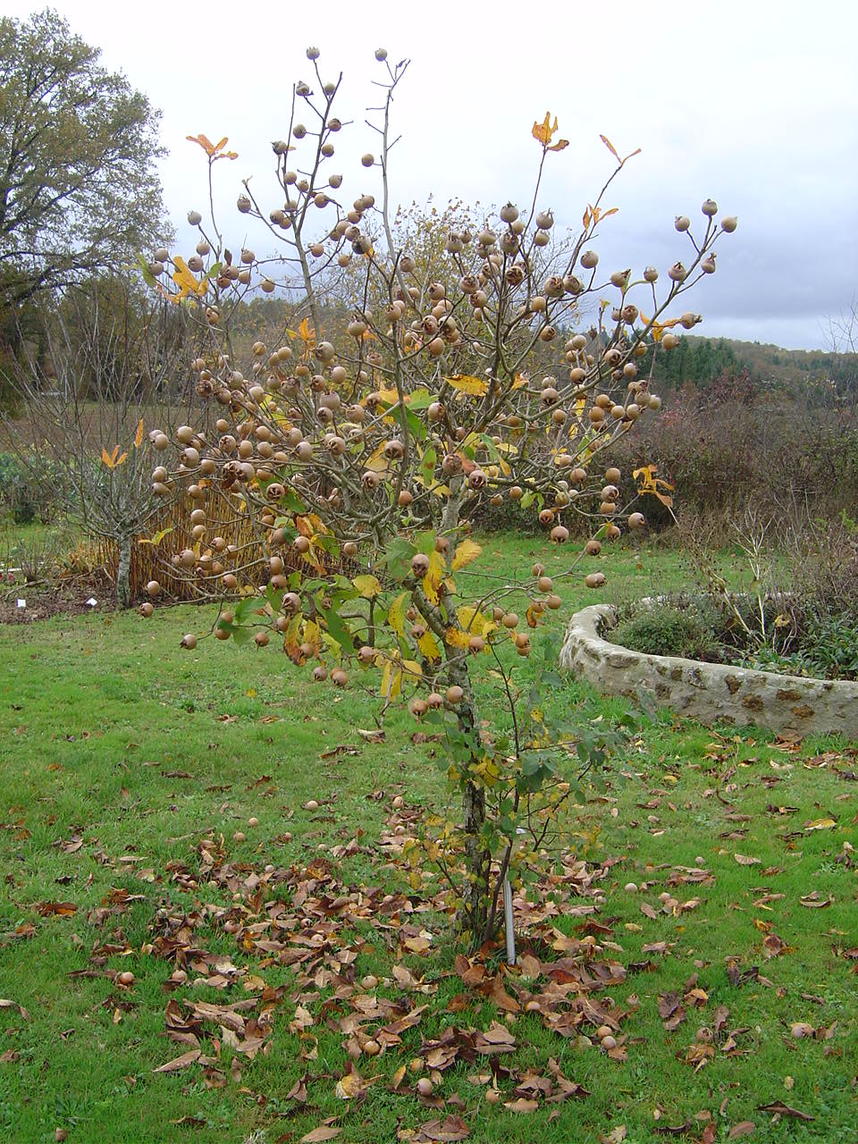 What Is a Medlar Fruit (Musmula) & Where Do They Come From? - Dengarden