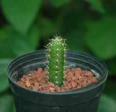 indoor cactus identification