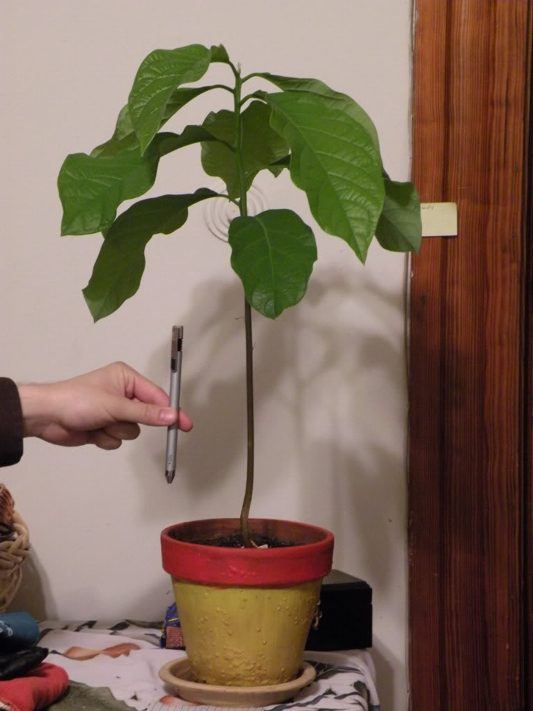 How to Grow Avocado From Seed or Pit - Dengarden
