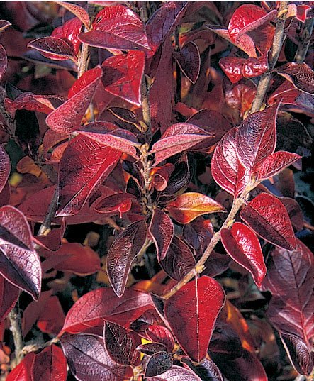 How to Care for a Peking Cotoneaster Hedge - Dengarden