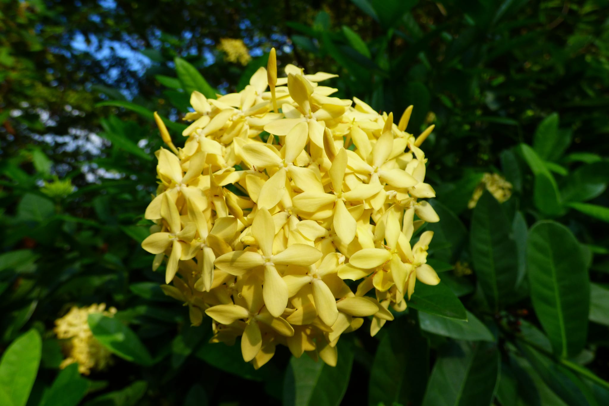 Ixora Facts and Growing Tips - Dengarden
