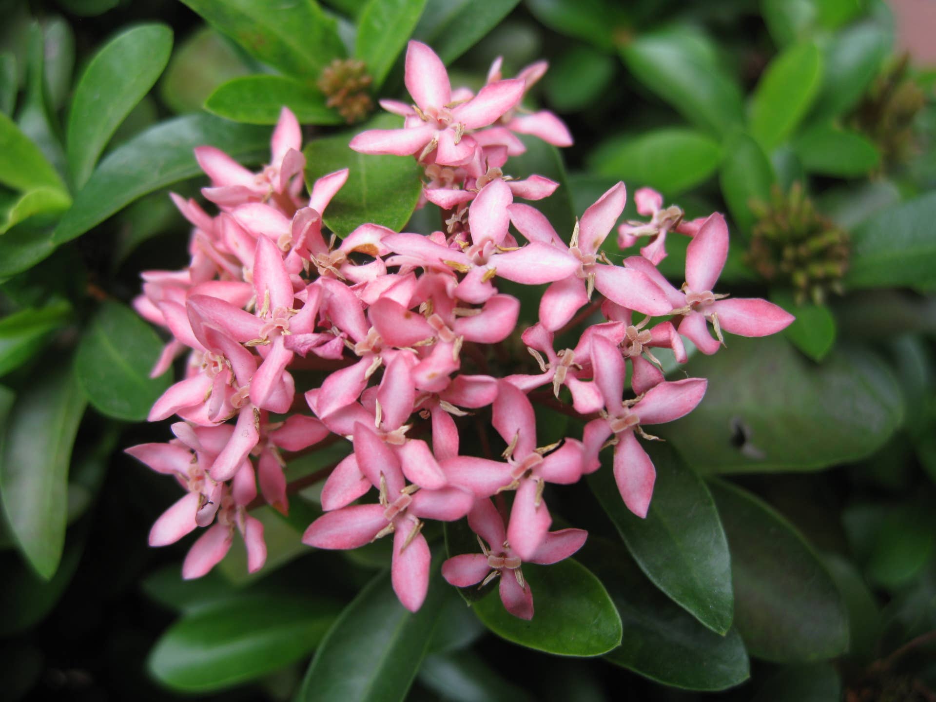 Ixora Facts and Growing Tips - Dengarden
