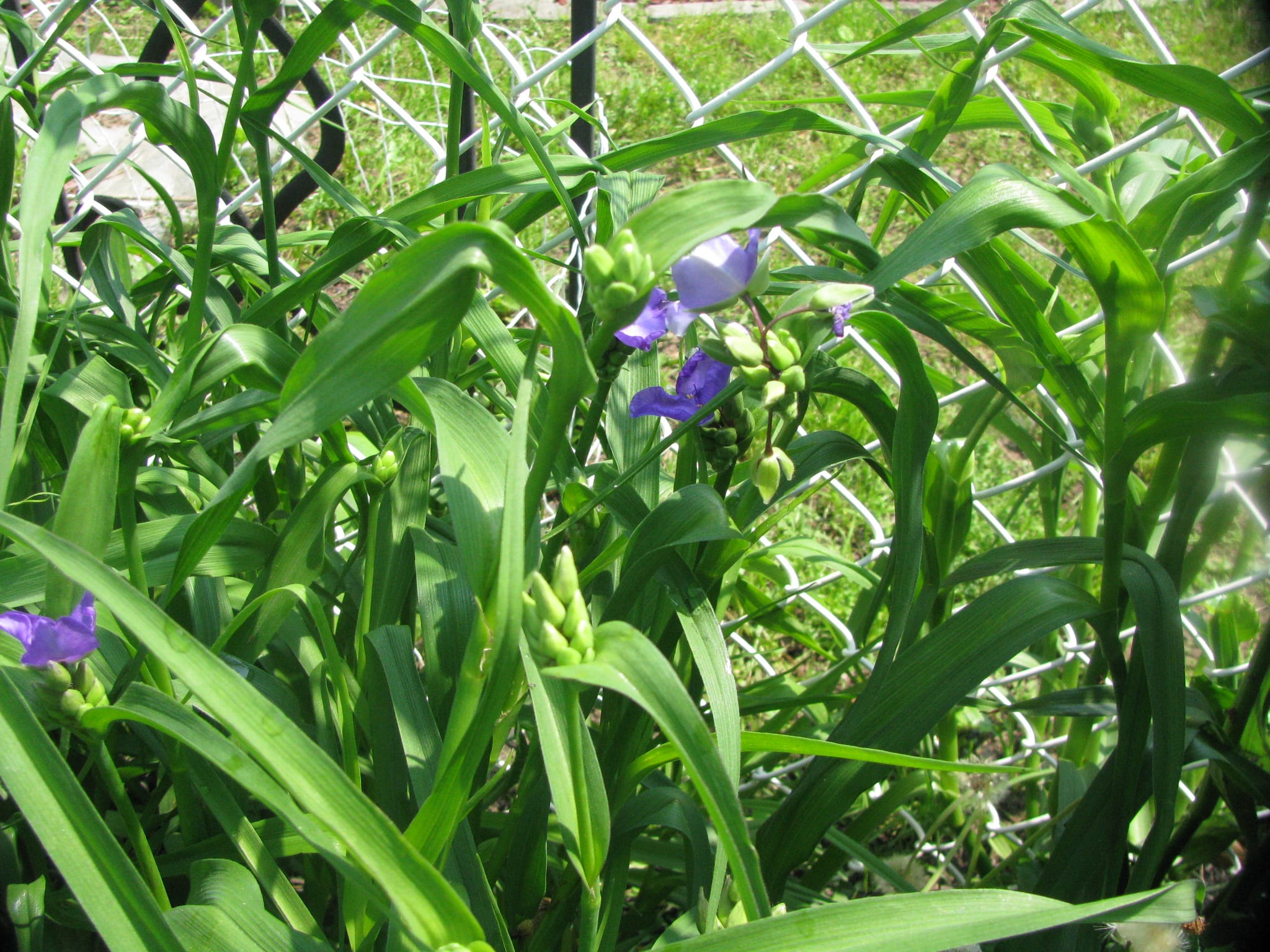 How to Garden in Sandy Soil - Dengarden