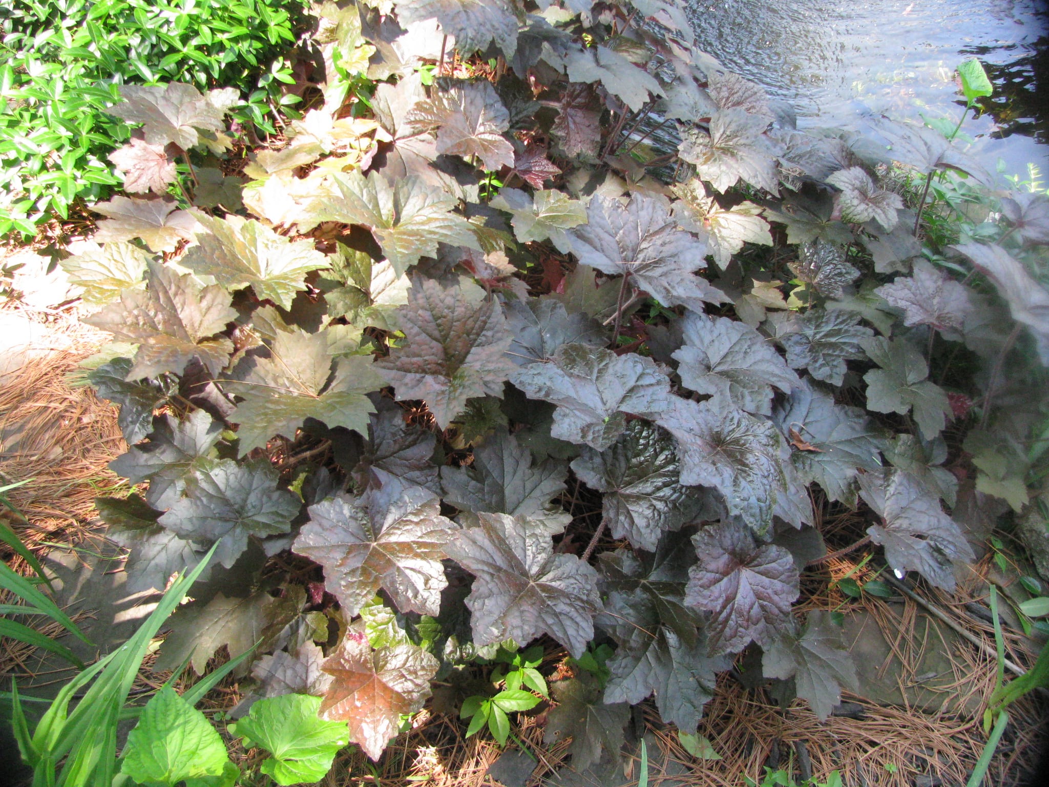 How to Garden in Sandy Soil - Dengarden