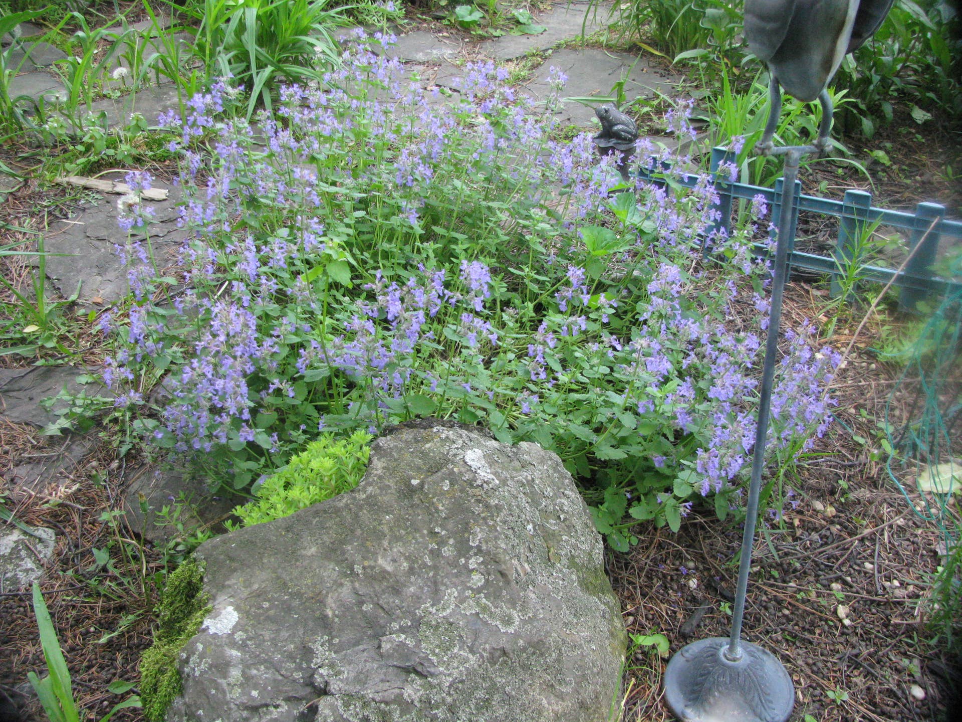 How to Garden in Sandy Soil - Dengarden