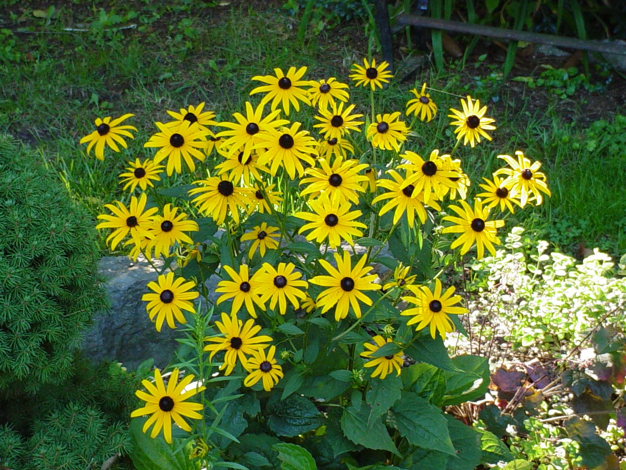 How to Garden in Sandy Soil - Dengarden