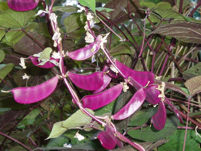 How to Grow Lablab (Hyacinth Bean) - Dengarden