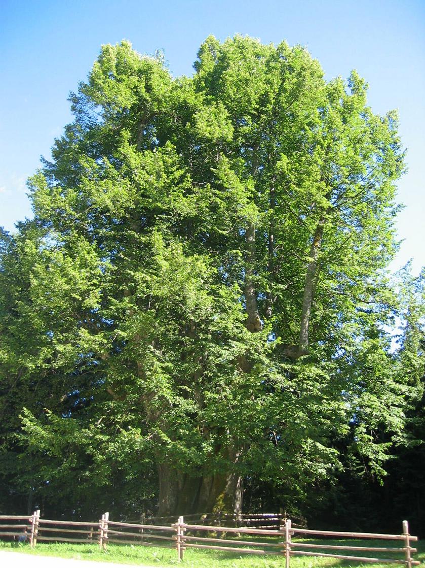 Aromatic Plants for a Home Garden Design - Dengarden